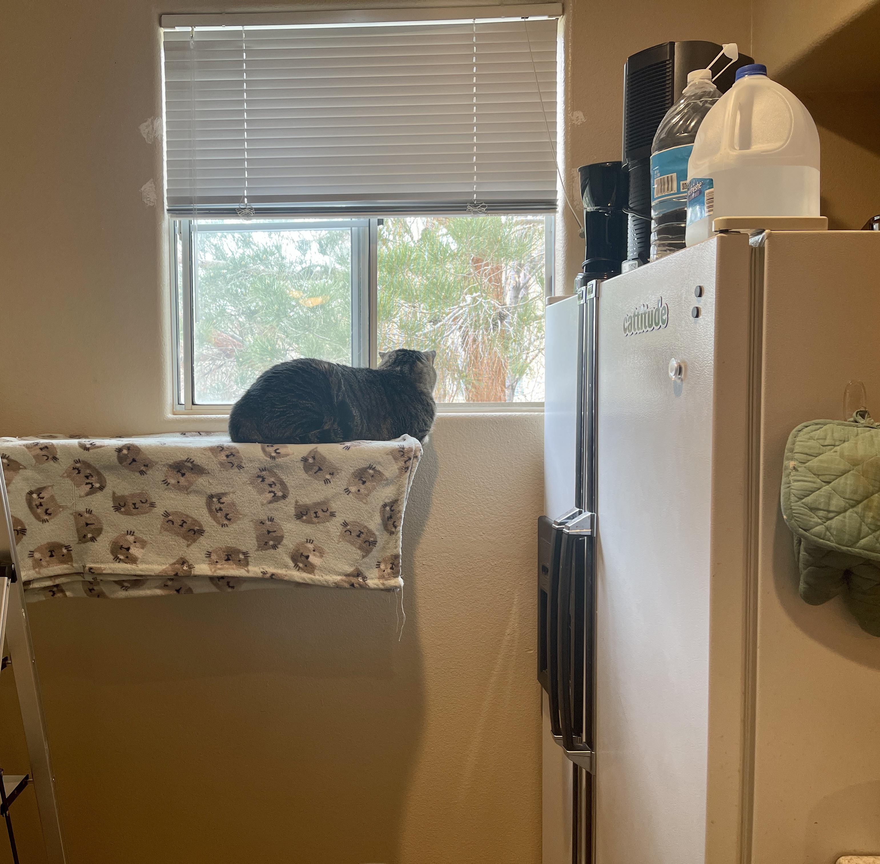 Freshly baked cat loaf | Scrolller