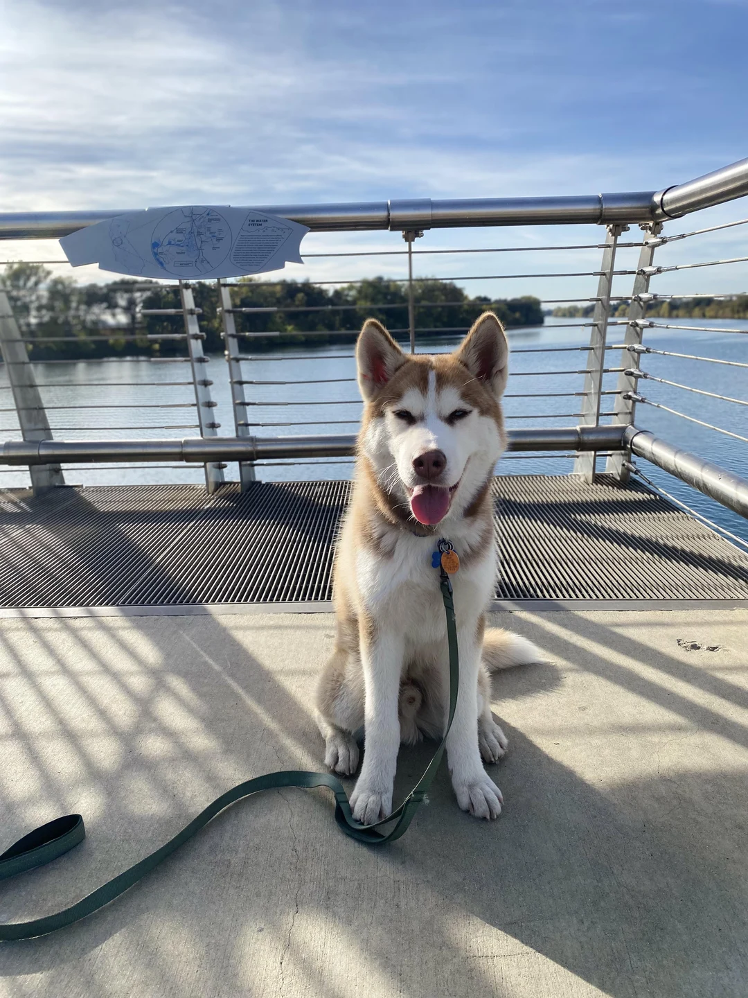 Meet Rex. New addition to the family | Scrolller