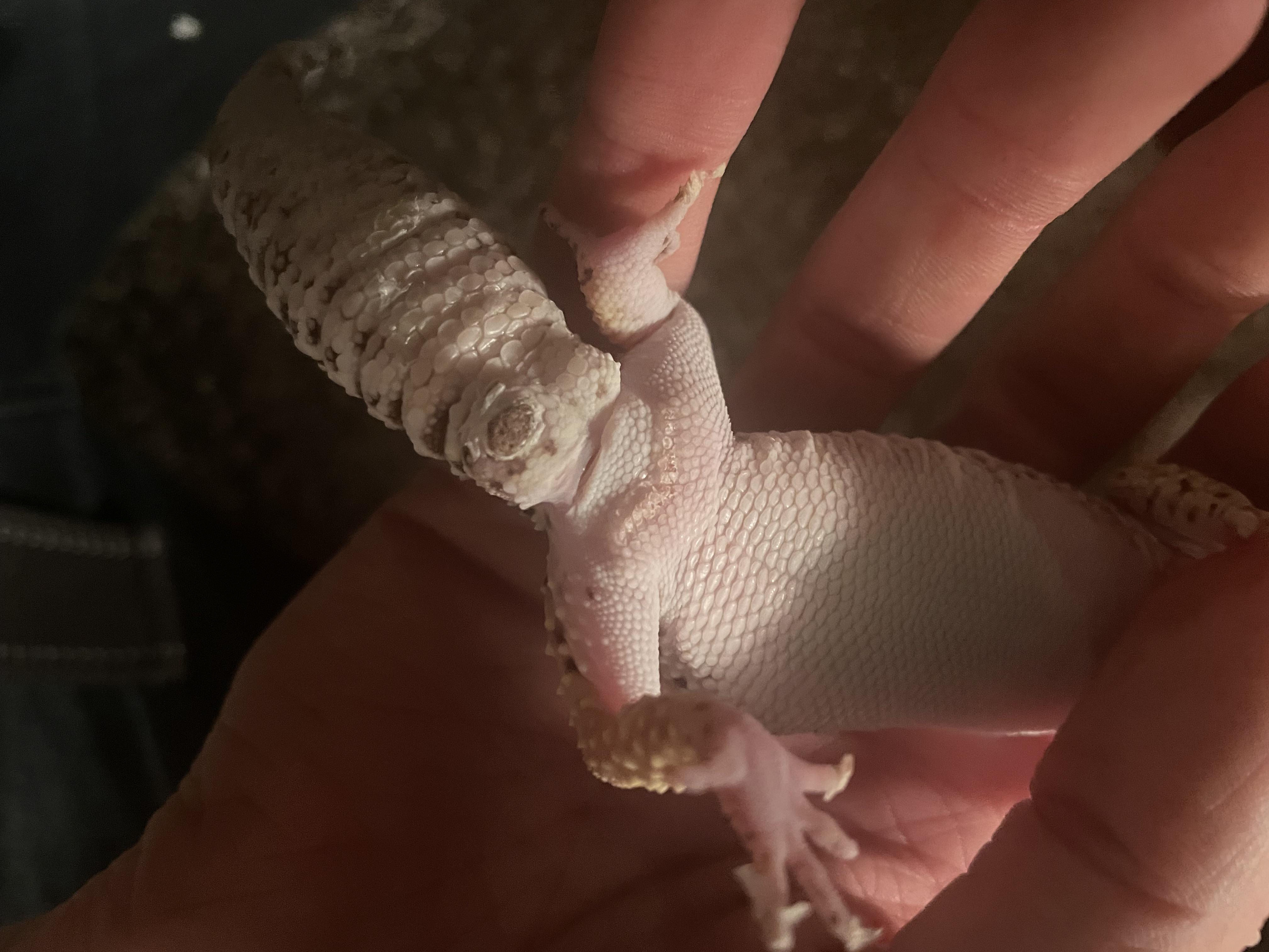 Weird spot under tail | Scrolller