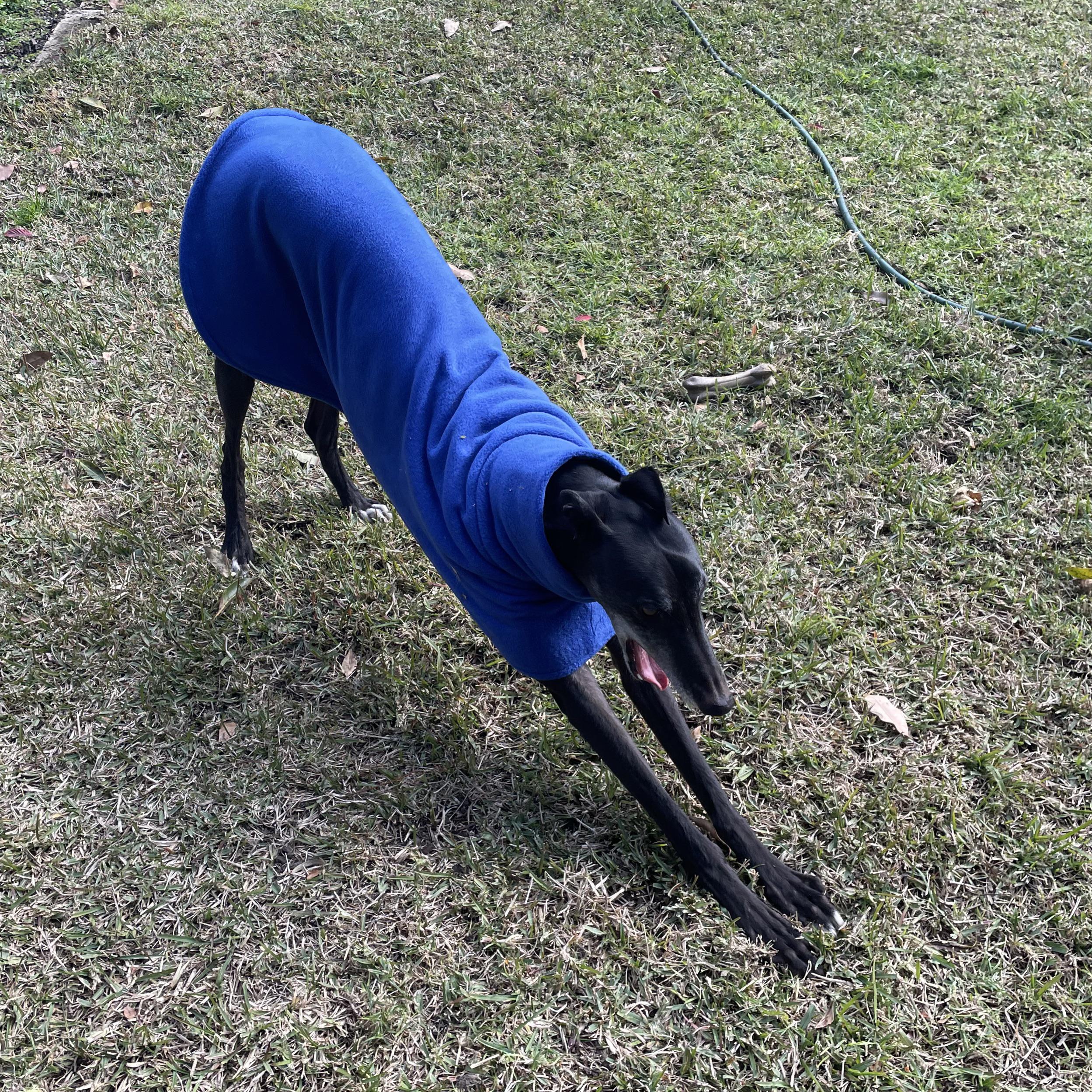 Buster striking a pose while modelling his new coat! | Scrolller