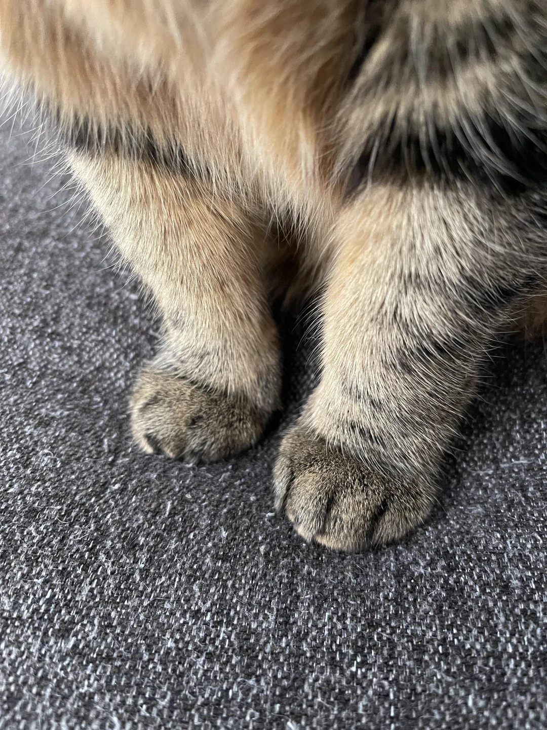 little paws 🐾 | Scrolller