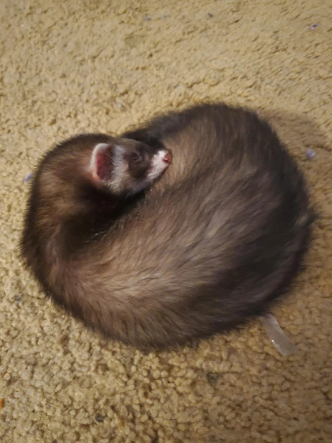 fuzzy ball,,, | Scrolller