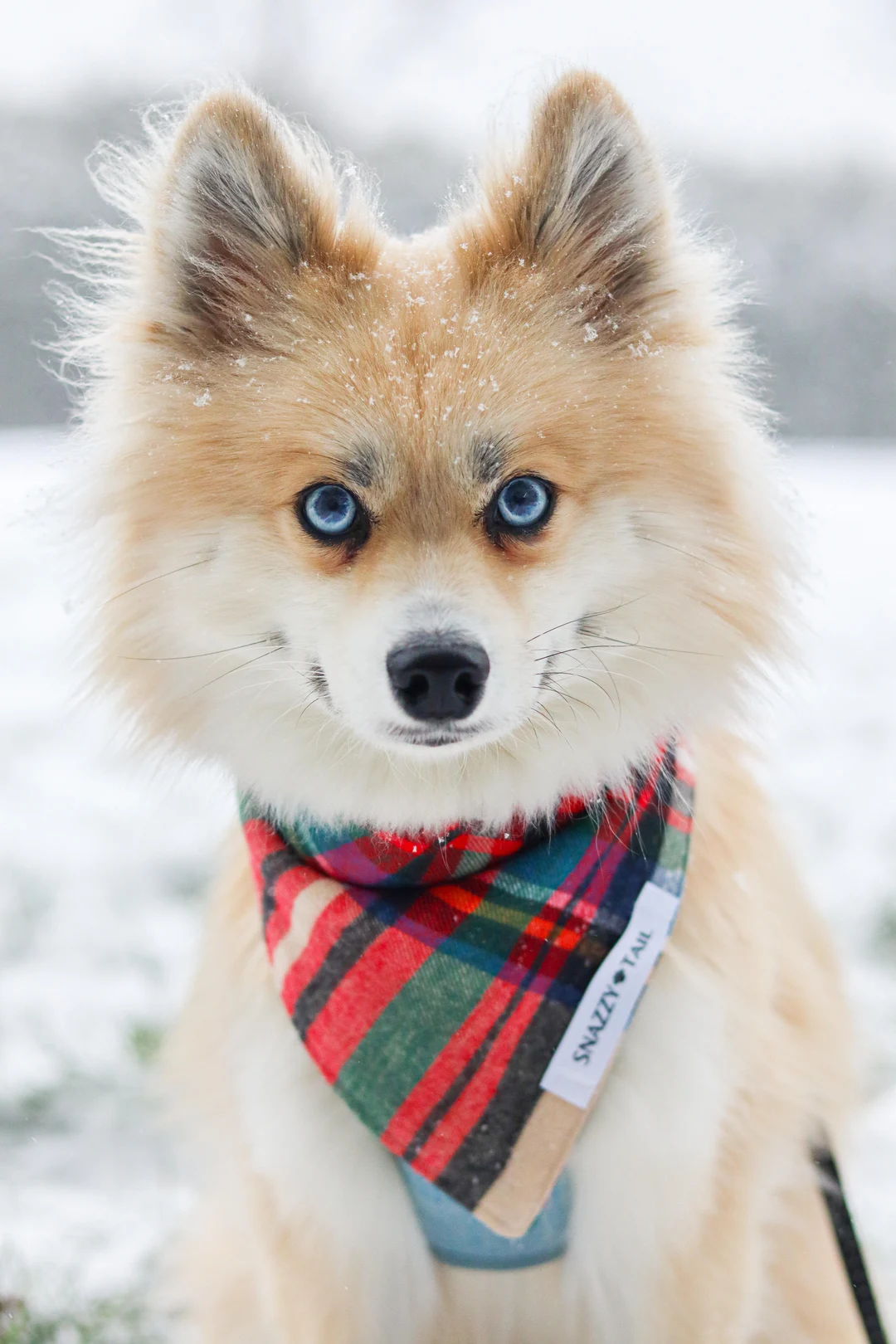 A photo I took of my Pomsky last winter ️ | Scrolller