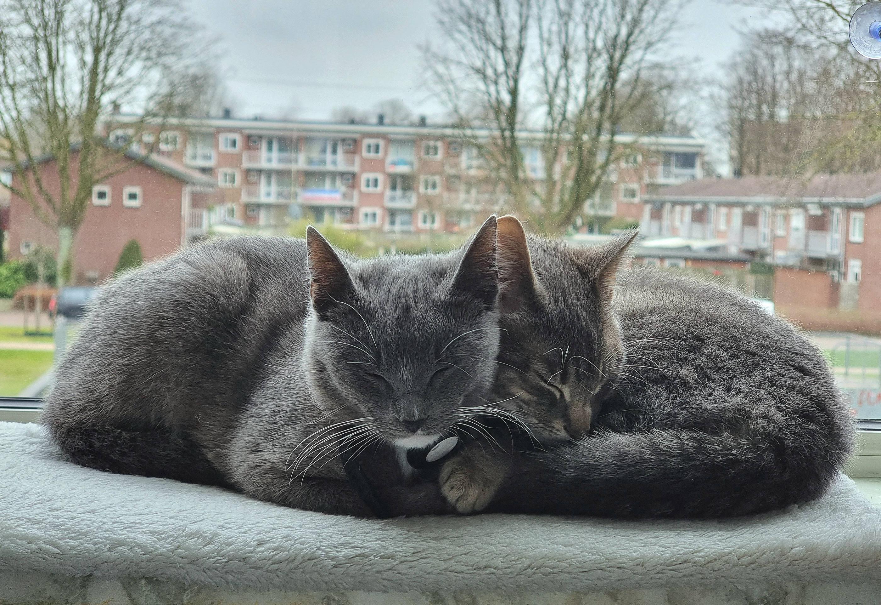 Two sisters cuddling 🥰 Lily & Poppy | Scrolller