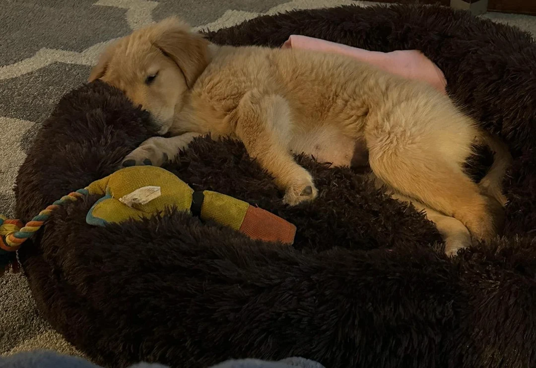 Sleepy puppy | Scrolller