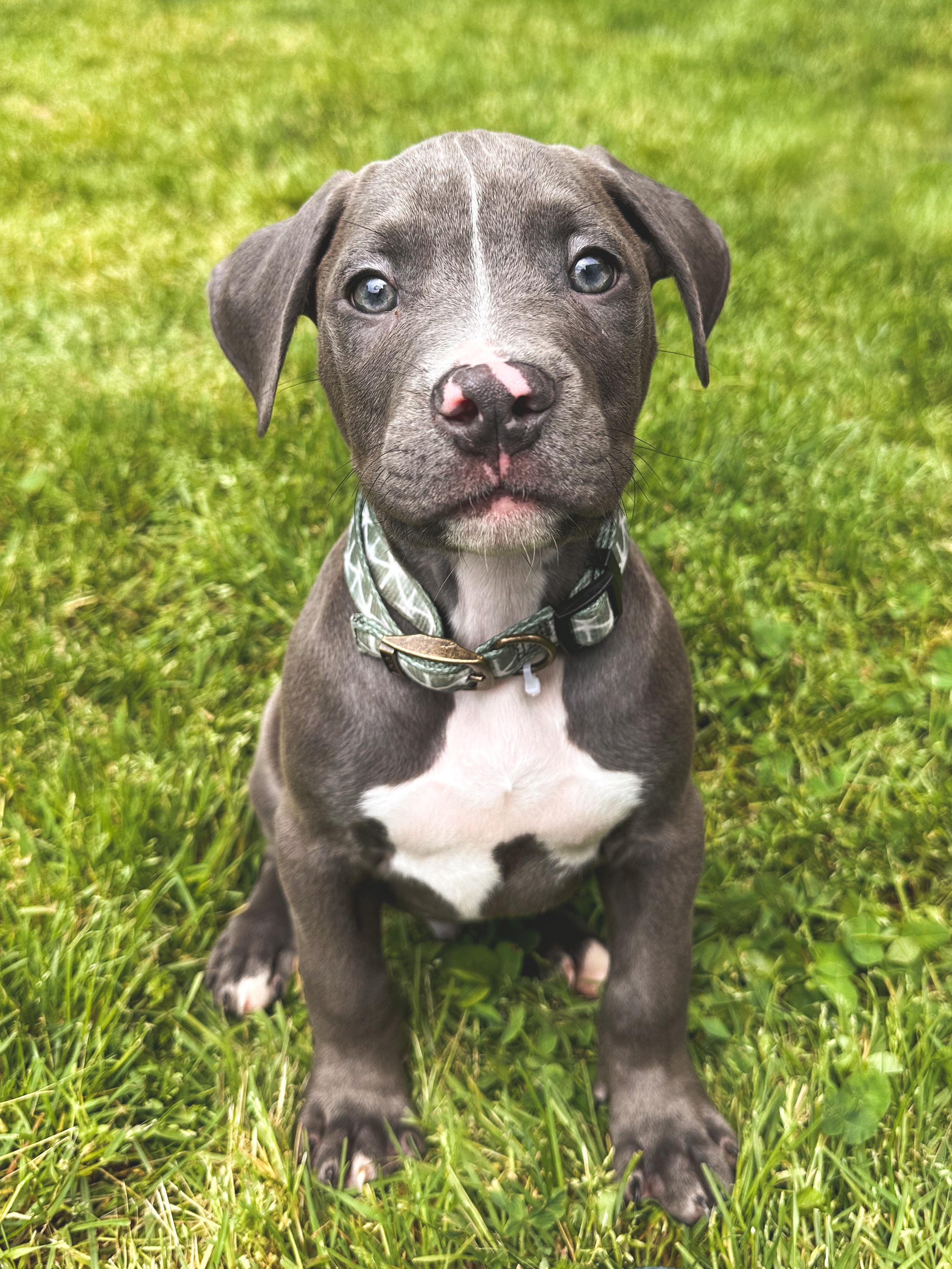 Meet Caesar 🩵 | Scrolller