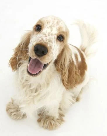 This Cute Cocker Spaniel 🐶 | Scrolller