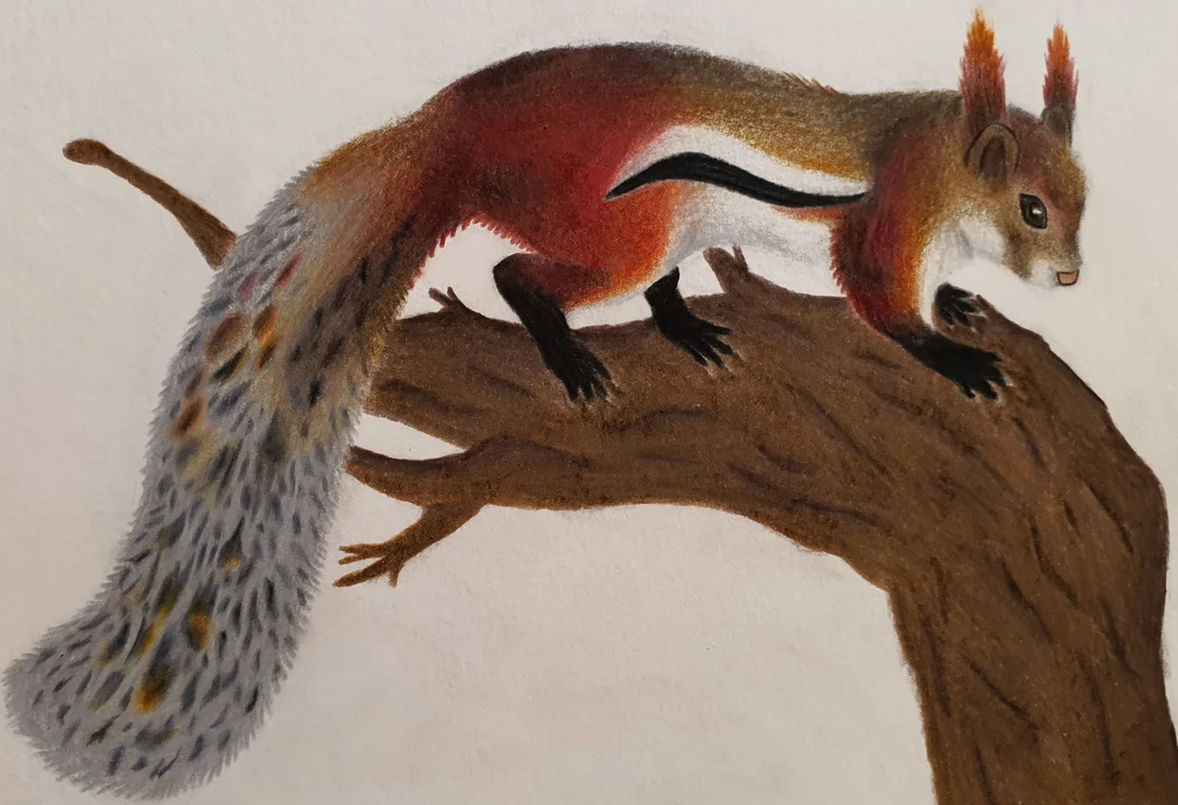 A drawing of a tufted ground squirrel | Scrolller