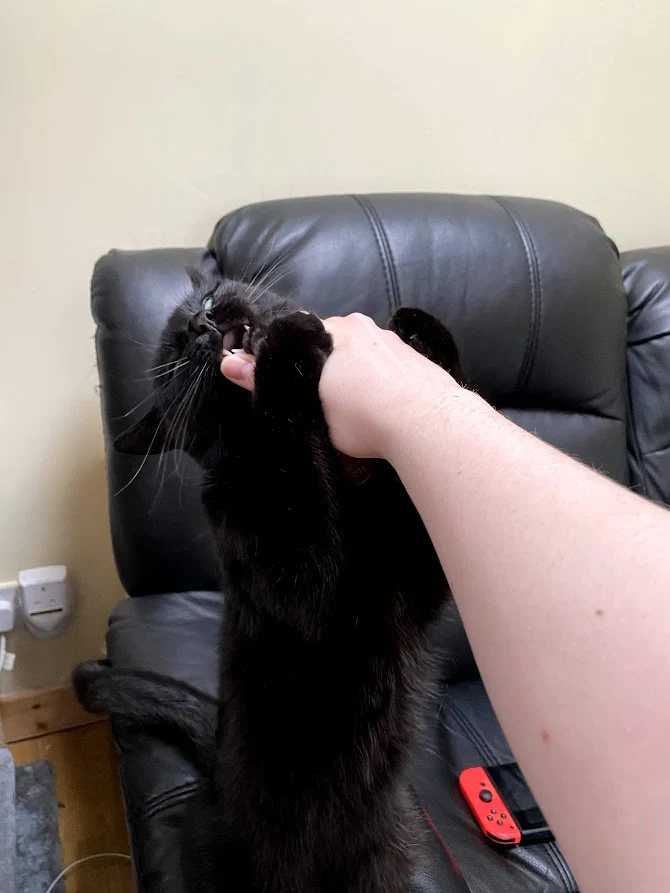 Daily Maisie - Day 17 | Scrolller