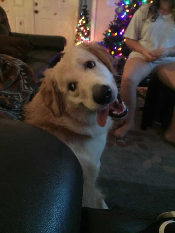 Meet Chewie! The biggest derp of a dog I’ve ever met | Scrolller