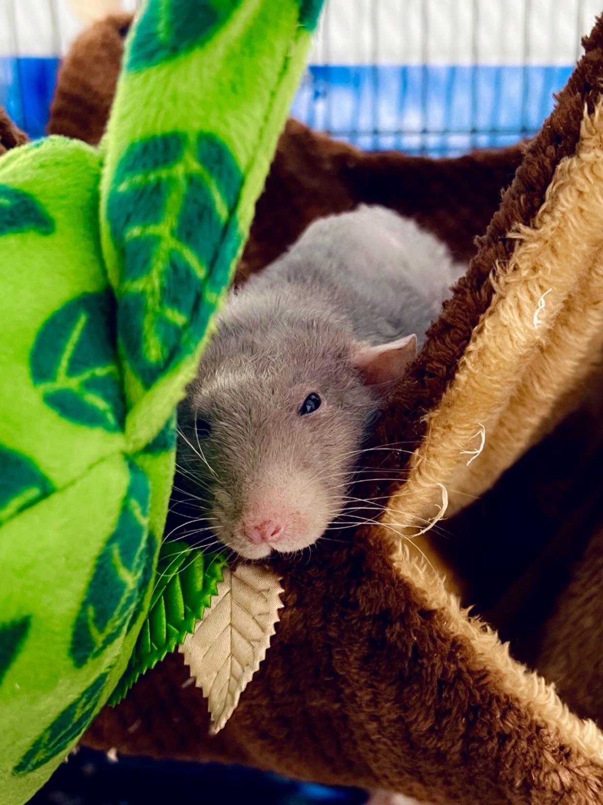 Afternoon naps | Scrolller