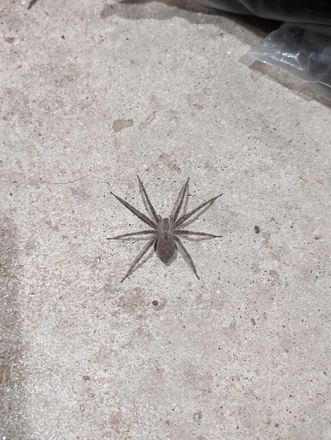 Large grey spider | Scrolller