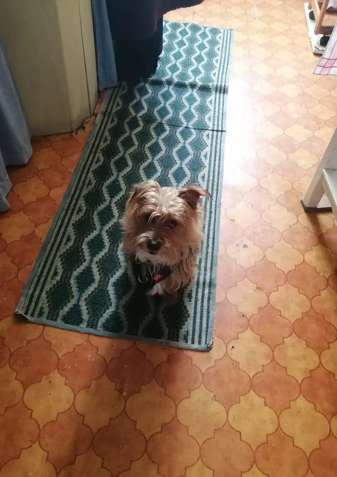 Here's chippy being a polite boy today (very rare) | Scrolller