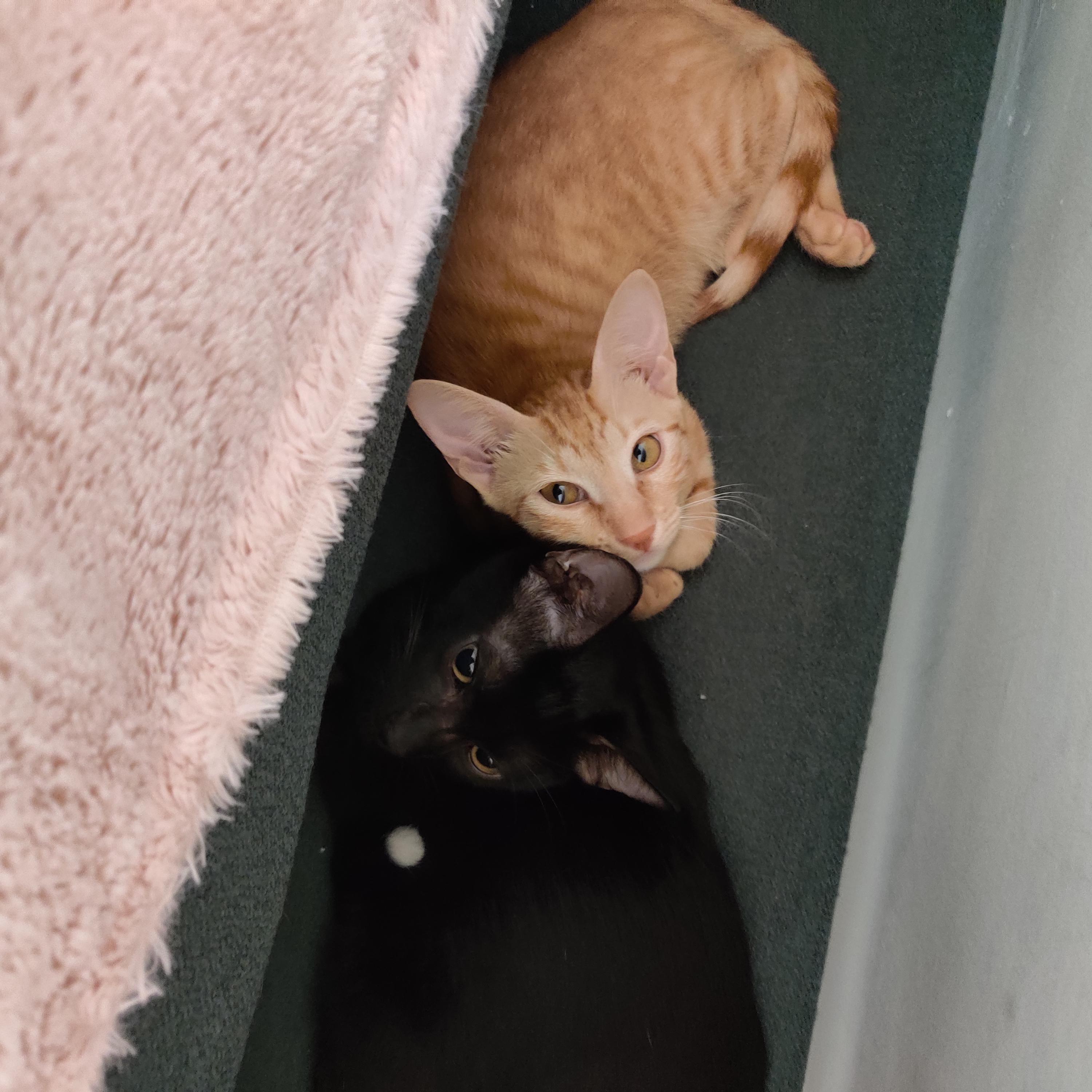 Just 2 sofa gremlins | Scrolller