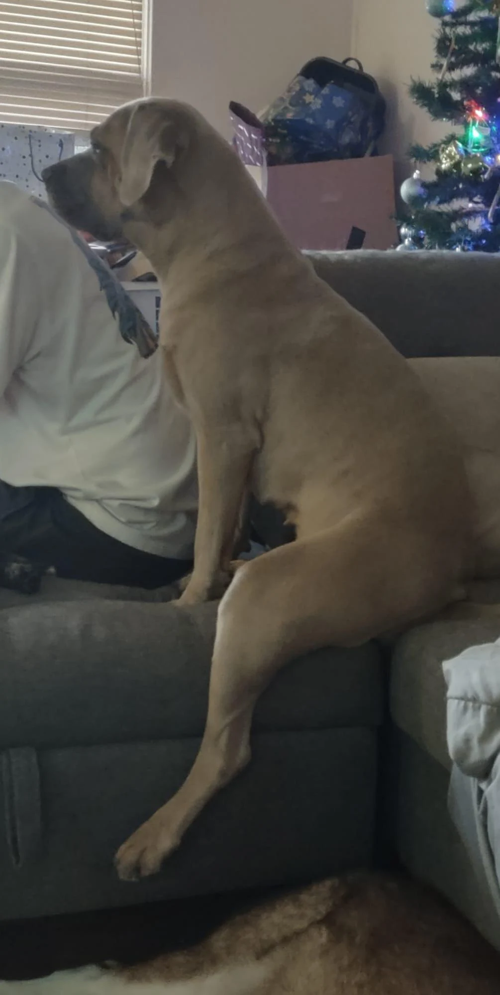 Just two hoomans, sitting... | Scrolller