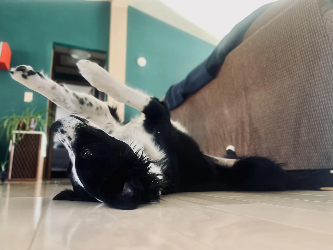 Paws in the air! | Scrolller