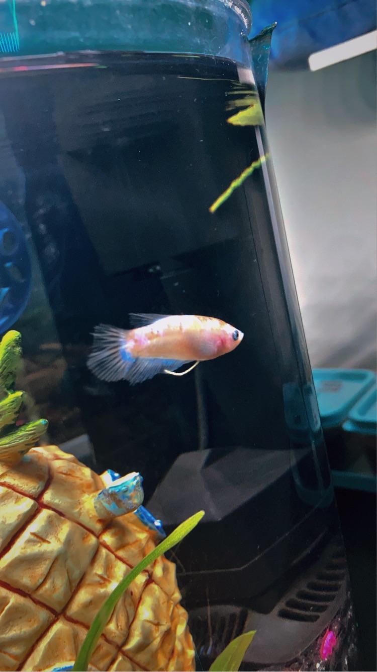 Is this a parasite ??? | Scrolller