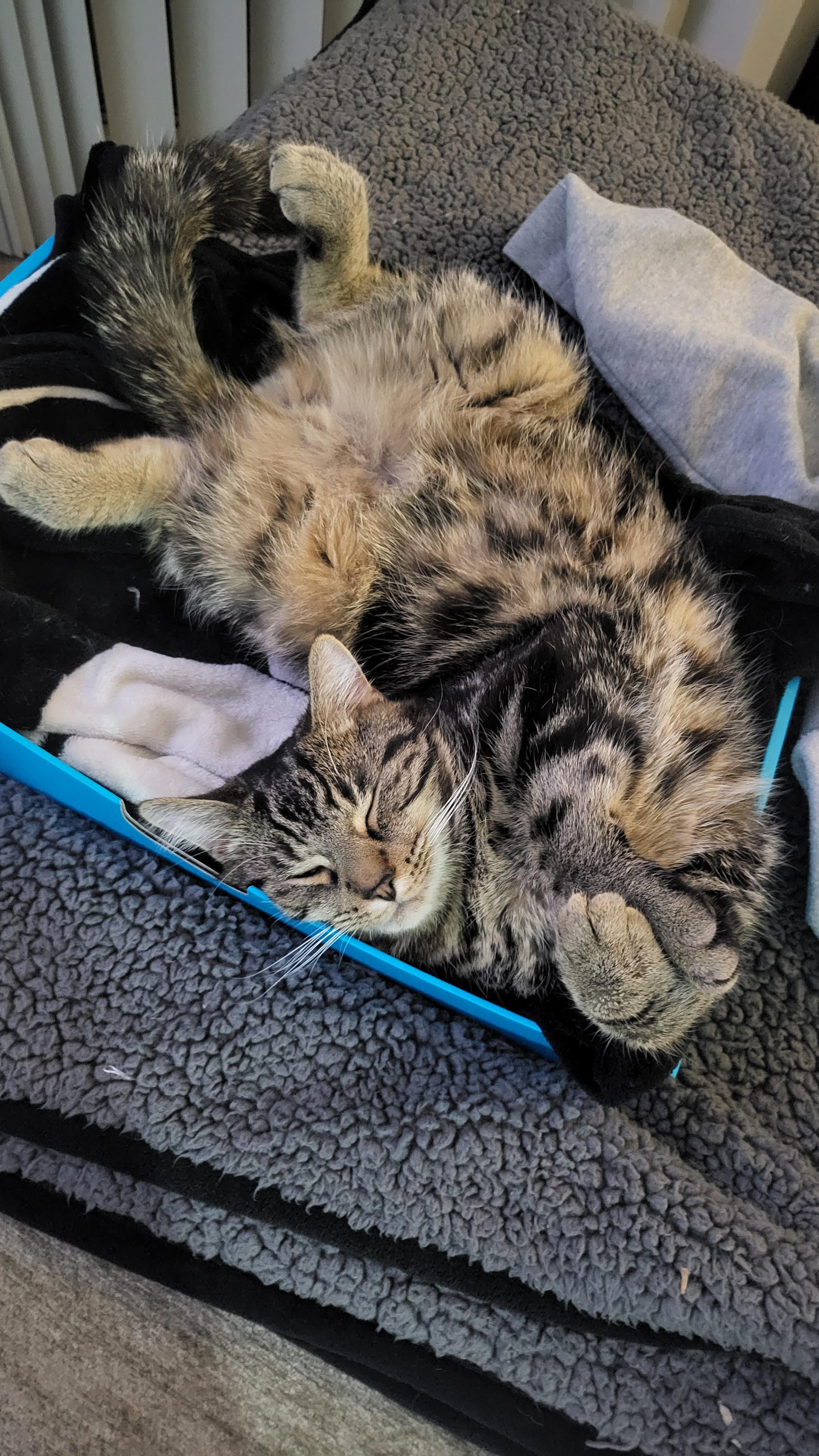 My bendy boy, Ash, still hasn't figured out how to sleep like he isn't a noodle. [OC] | Scrolller