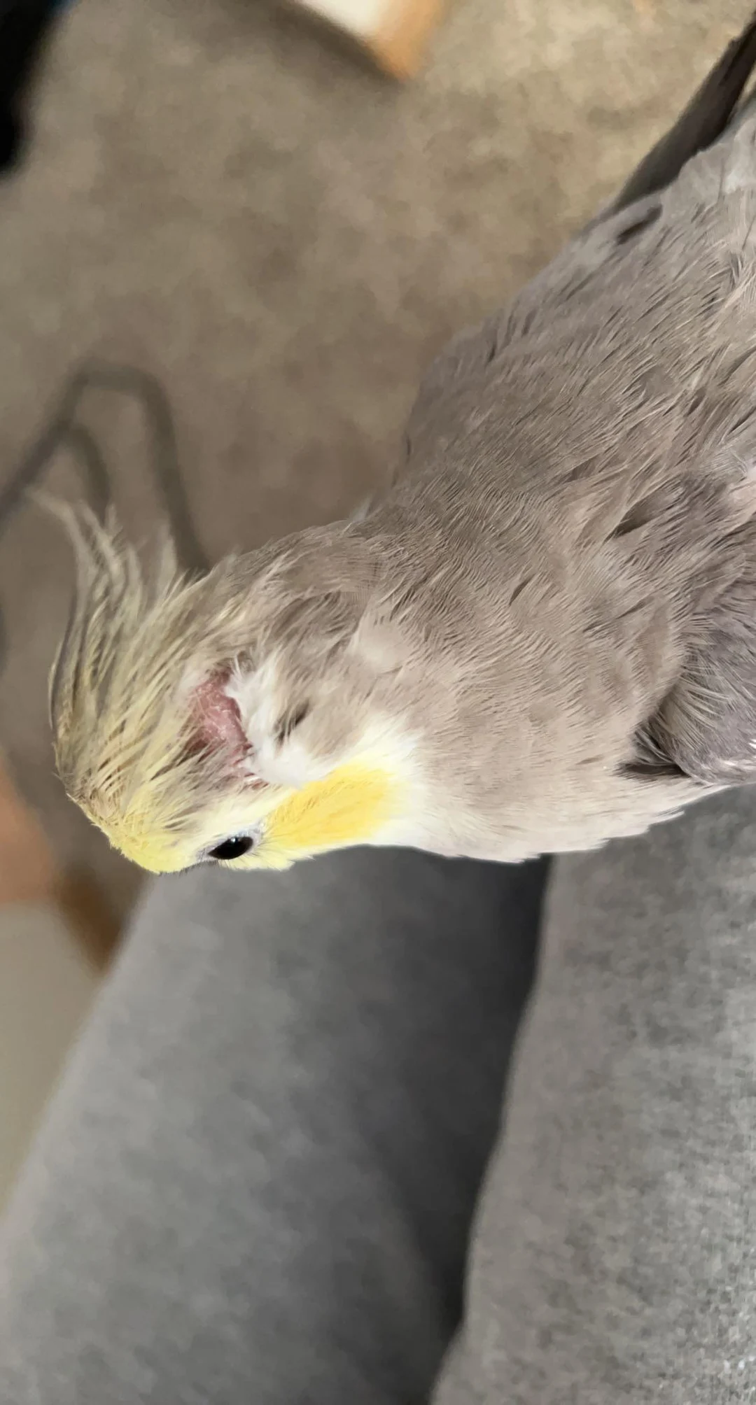 My tiel has a bald spot on his head. Is this normal? | Scrolller