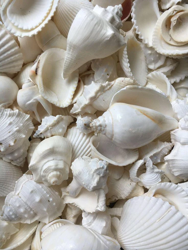 White Seashells | Scrolller