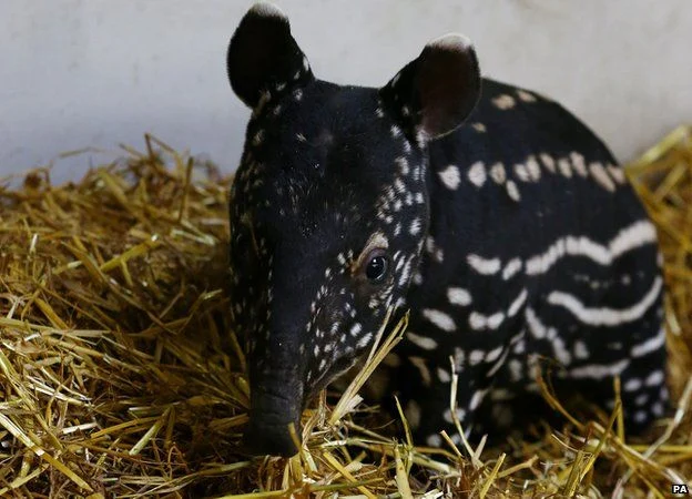 It's Tapir Tuesday! | Scrolller