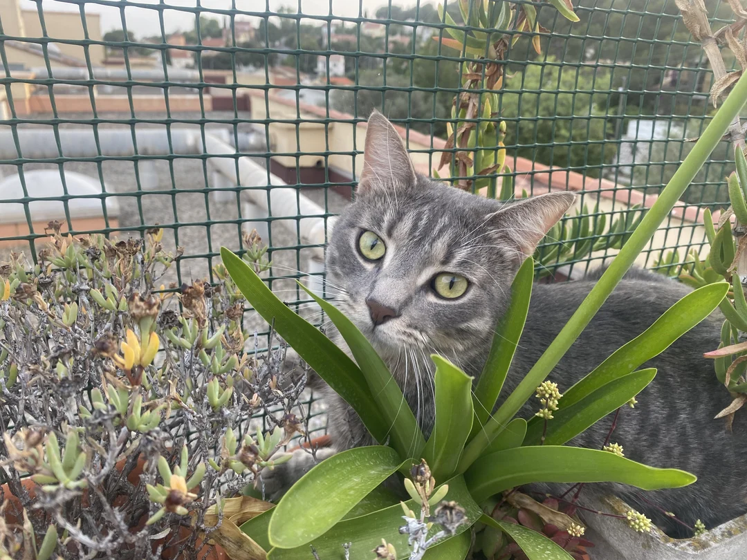 Potted cat! | Scrolller