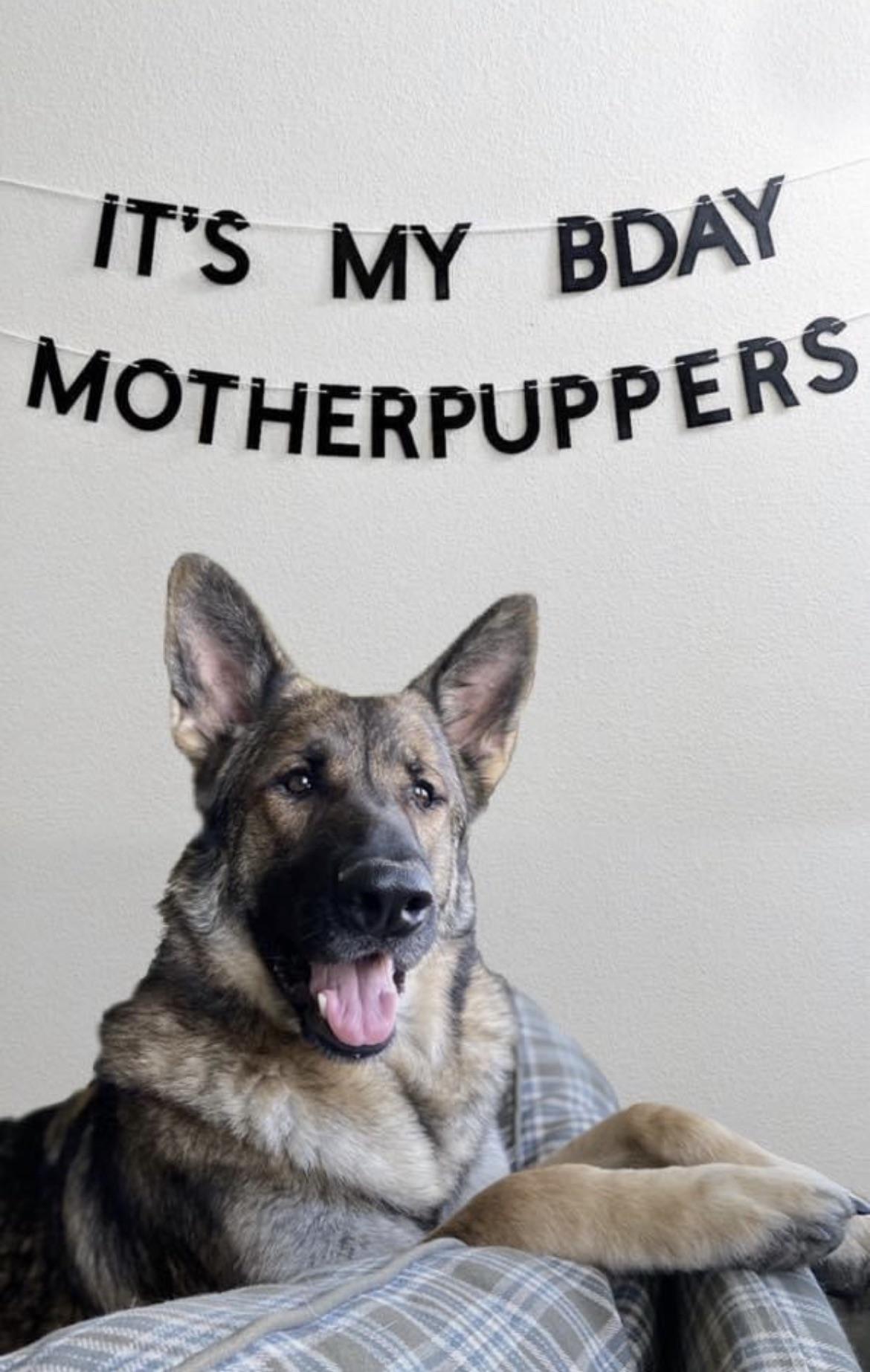 🐾 Luca turns 4! 🎈 | Scrolller