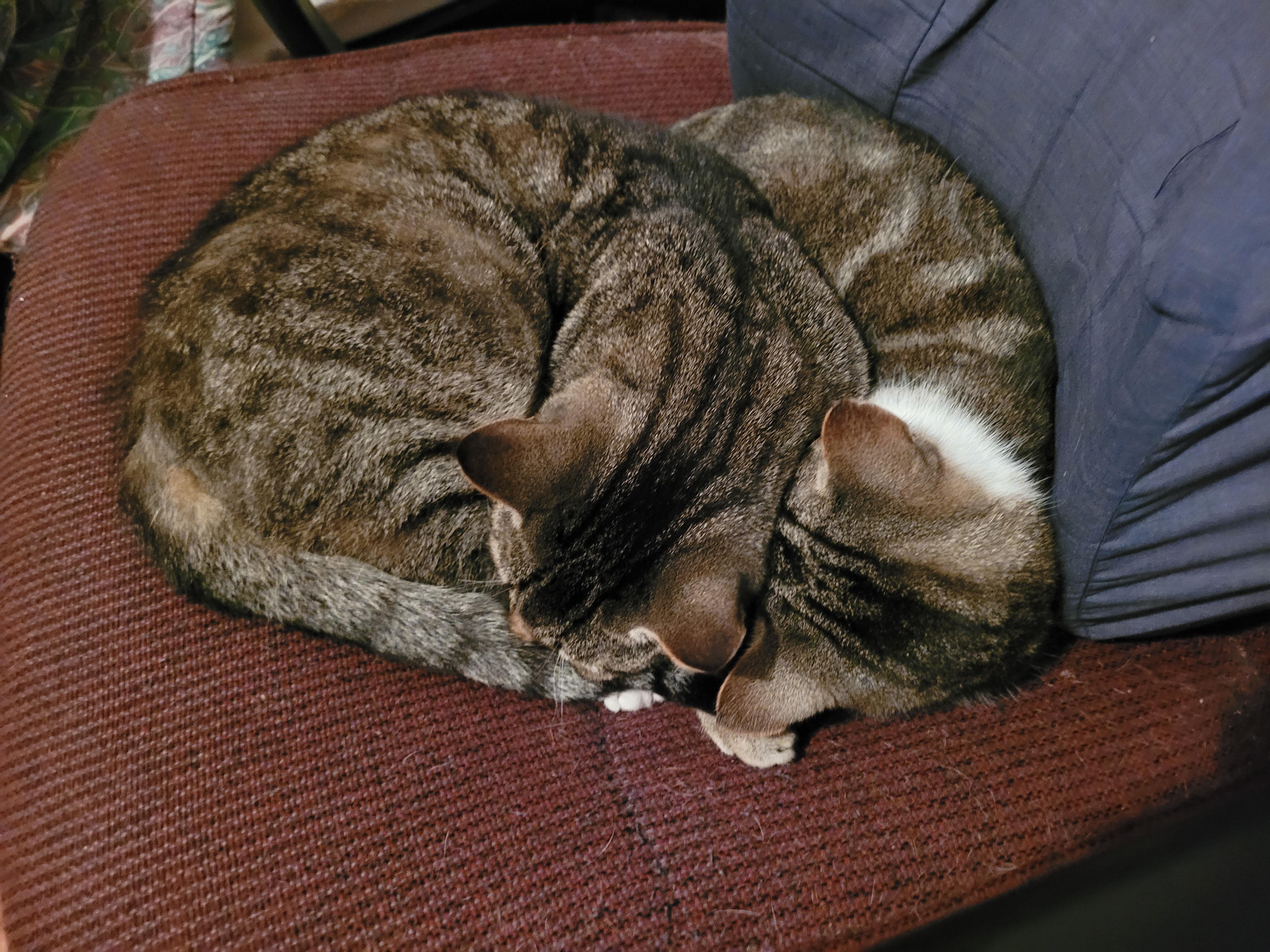 Cuddles (OC) | Scrolller