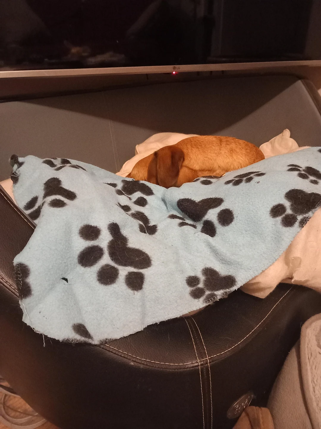 He's sulking because I had bath fox poo off him. Again. | Scrolller