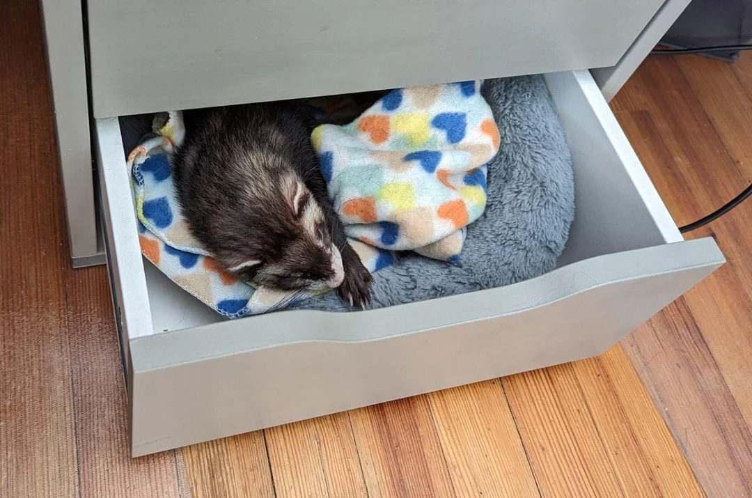 Discover more like Ferrets: Sleepy drawer boy and Related Content | Scrolller