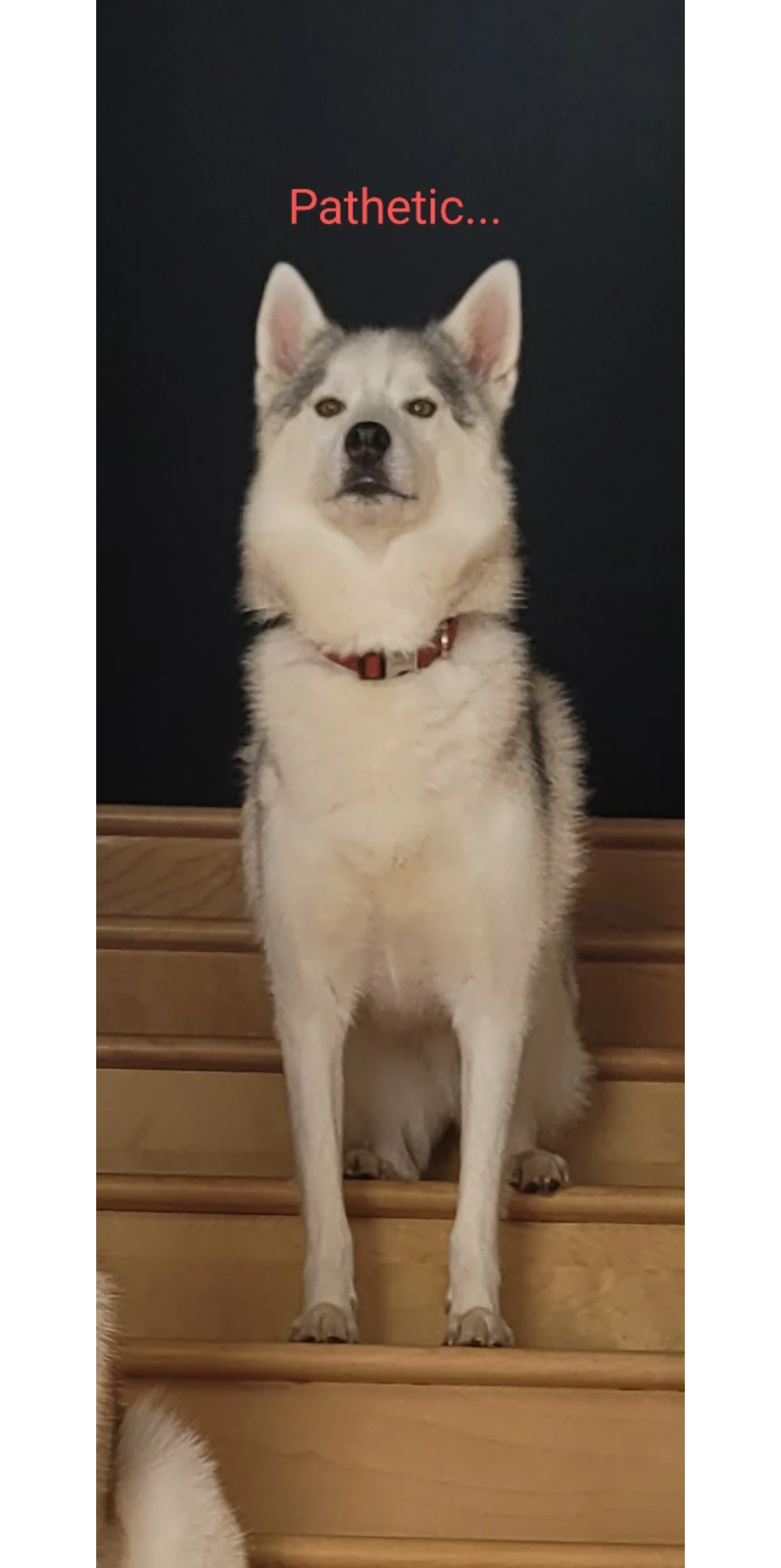 Just know that he is there. Judging silently. | Scrolller