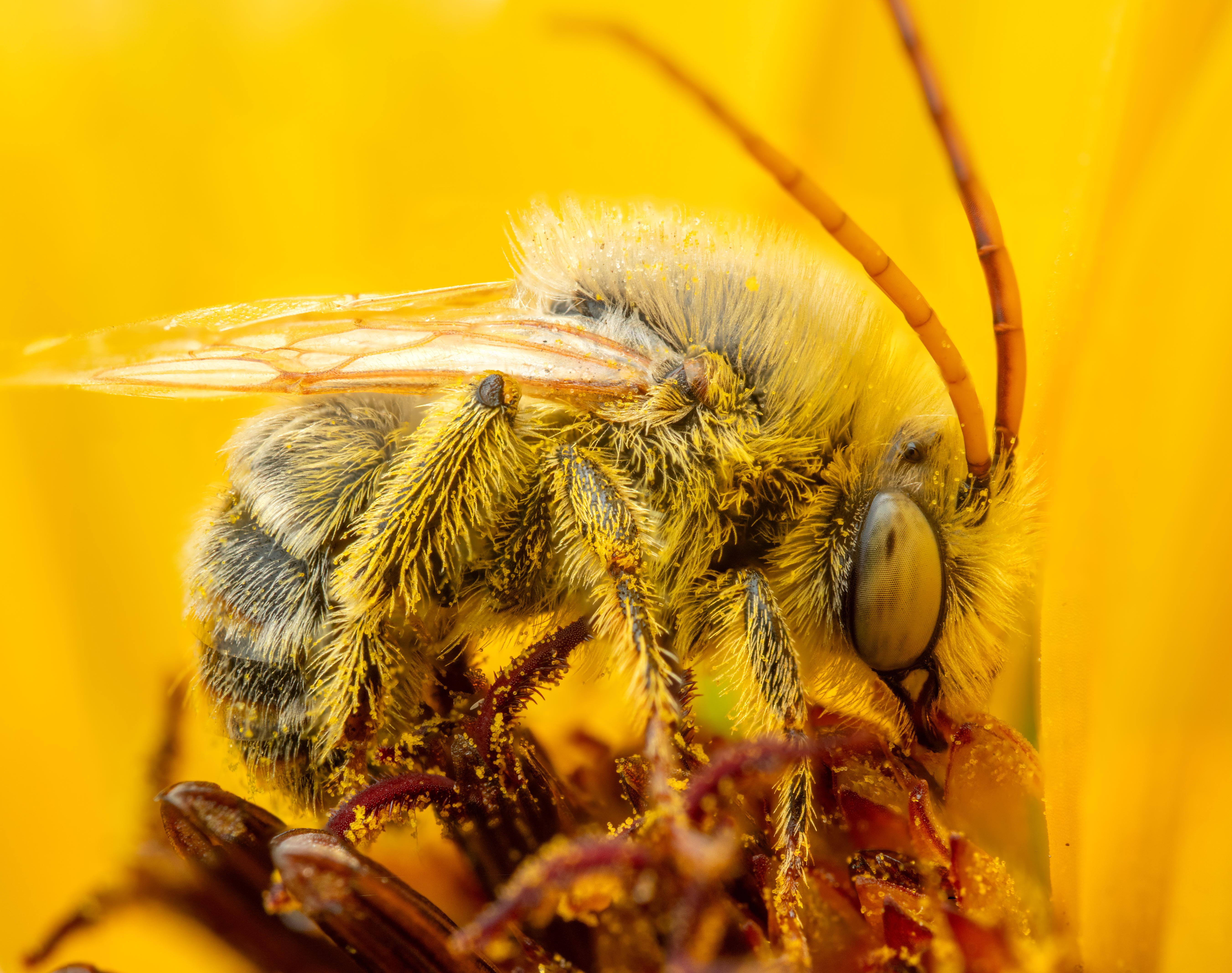 Longhorn Bee | Scrolller