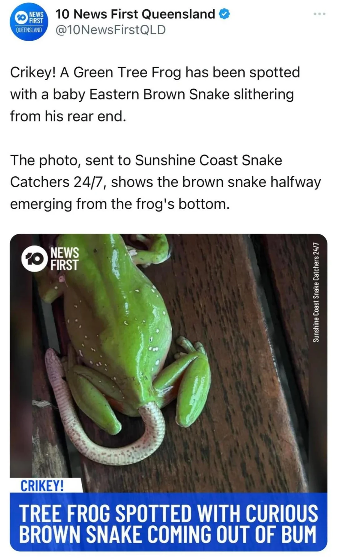One of the most deadliest snakes caught emerging from an alive frogs anus. | Scrolller
