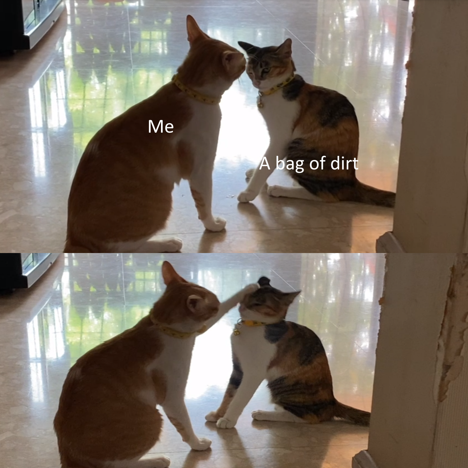 Discover more like Dankmemes: *slaps bag* and Related Content | Scrolller