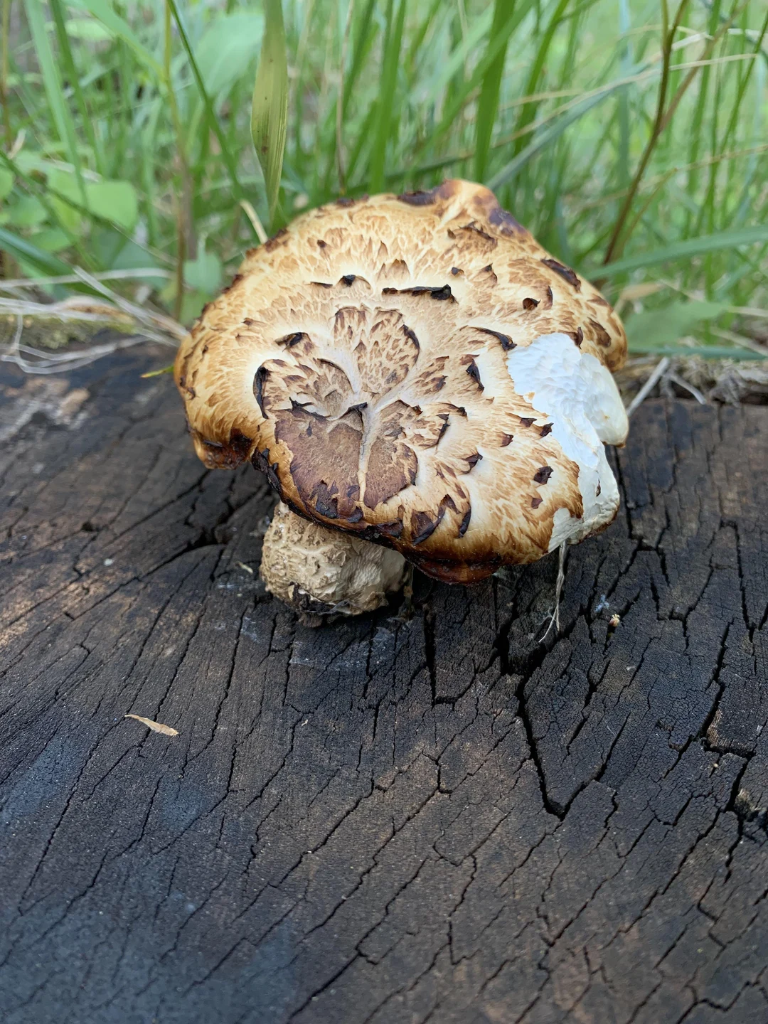 Need help identifying located in Western NC | Scrolller