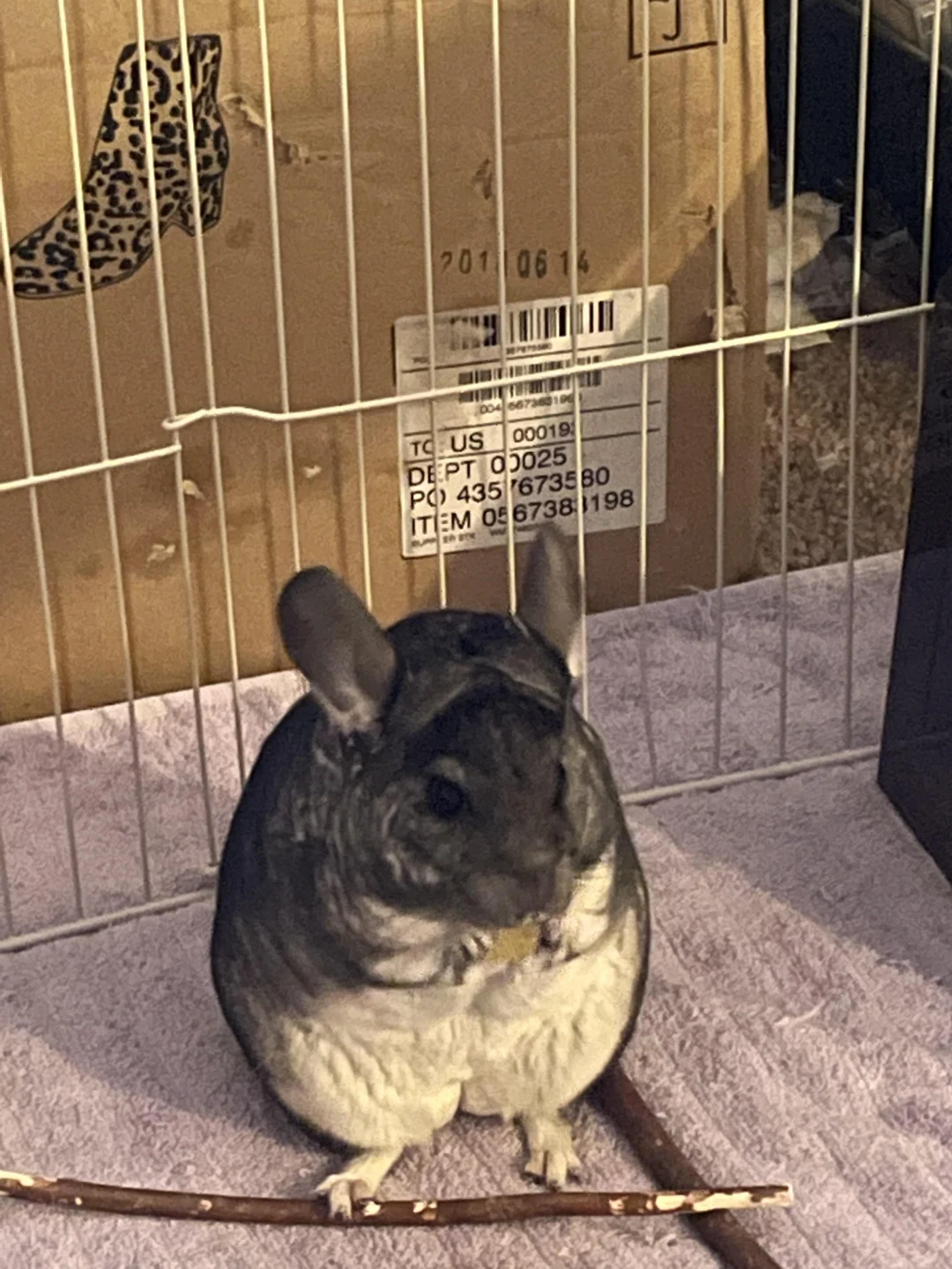 Mac having a snack | Scrolller