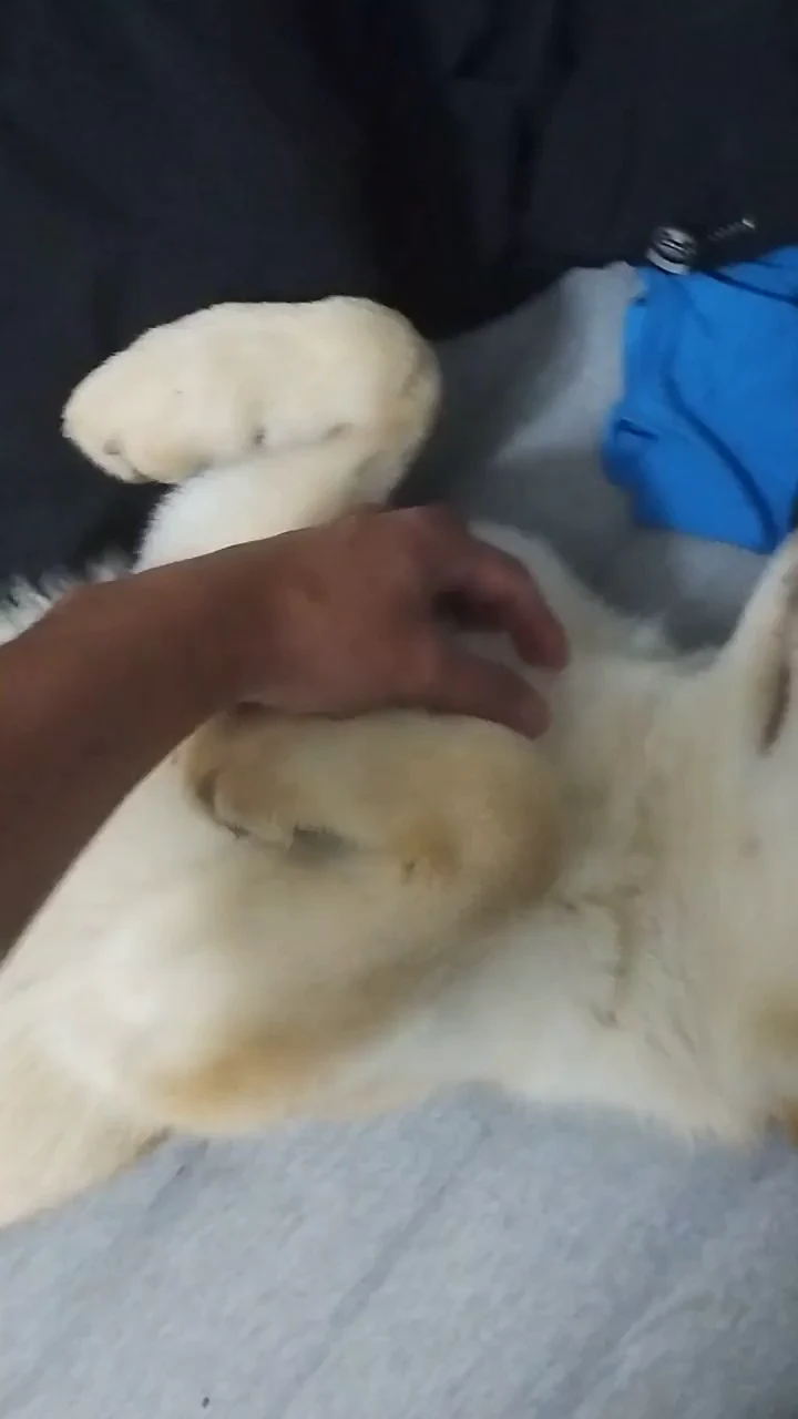 For his paws I also got his nose it was so dry | Scrolller