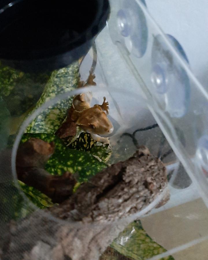 Dent on gecko's head | Scrolller