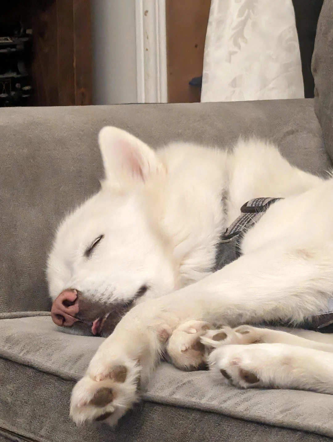 Sleepy bleps | Scrolller