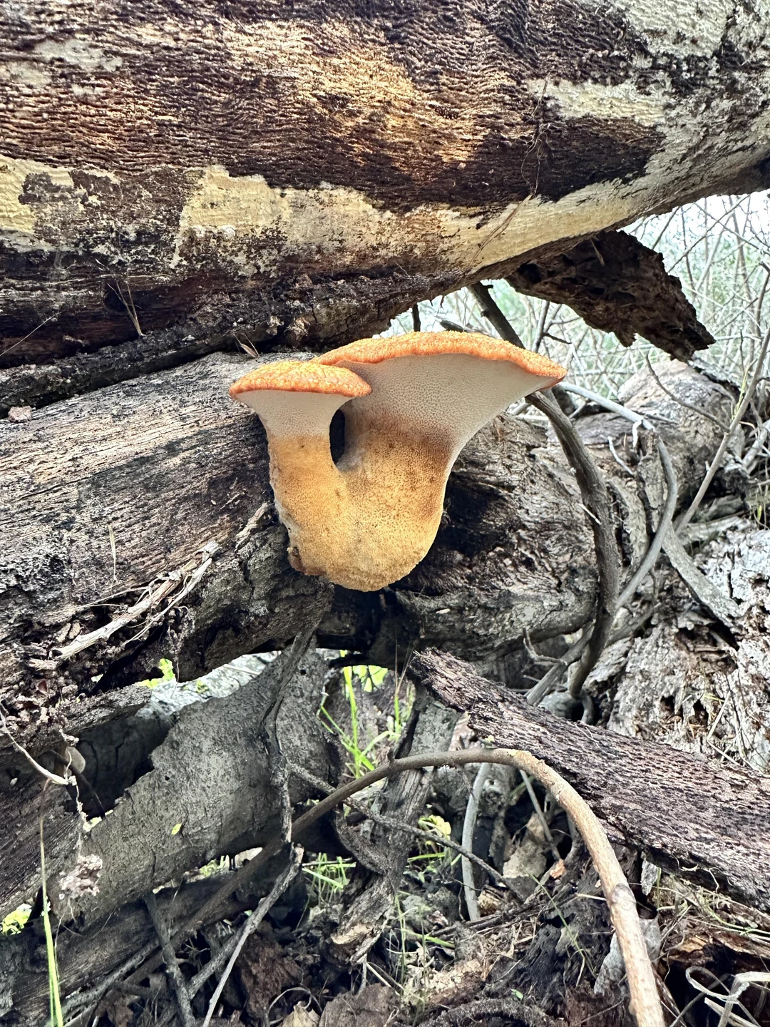 Conjoined Twins | Scrolller