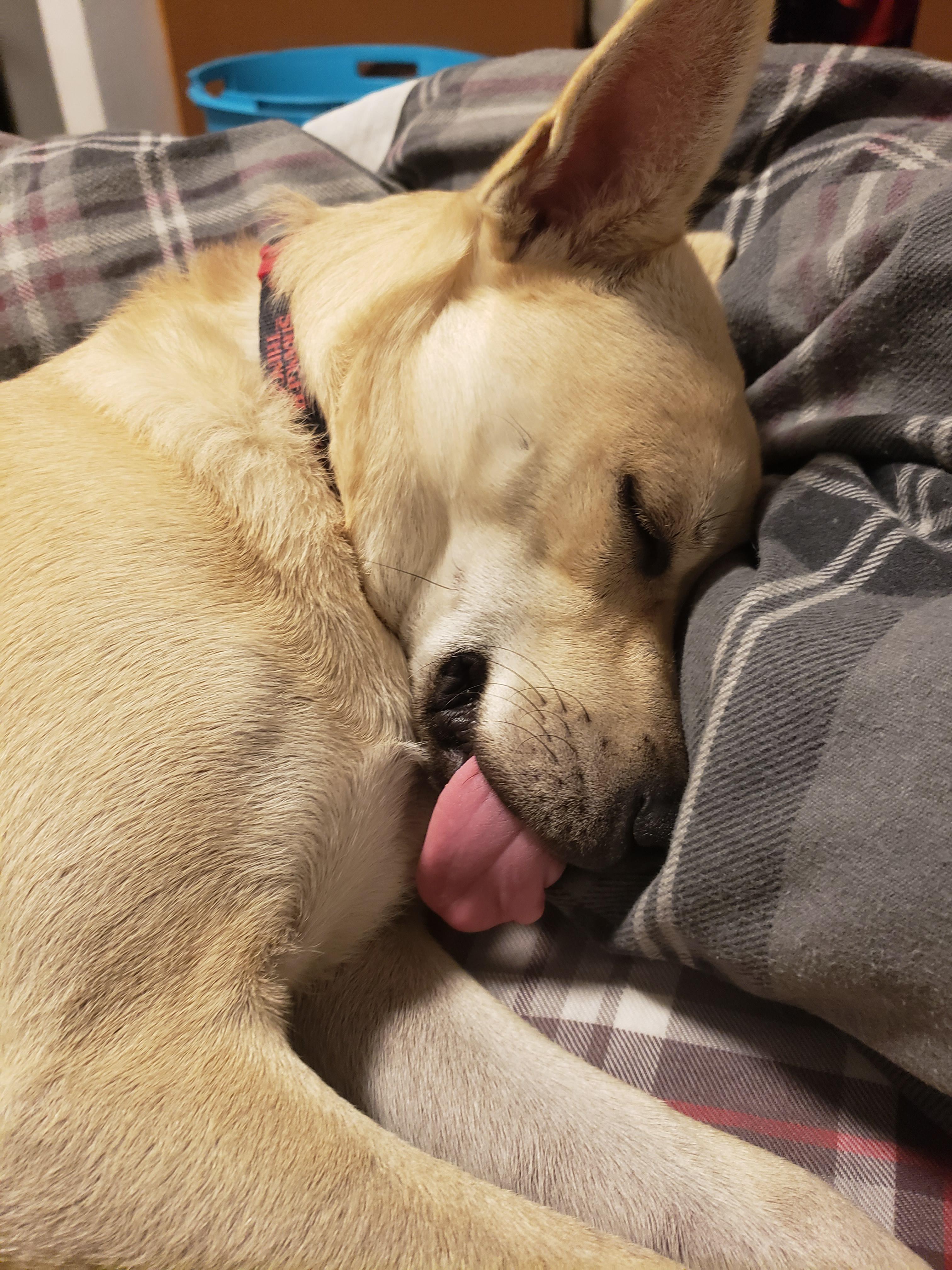 (OC) He licking | Scrolller