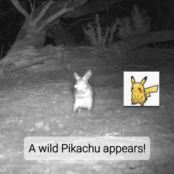 Extremely rare indeed | Scrolller