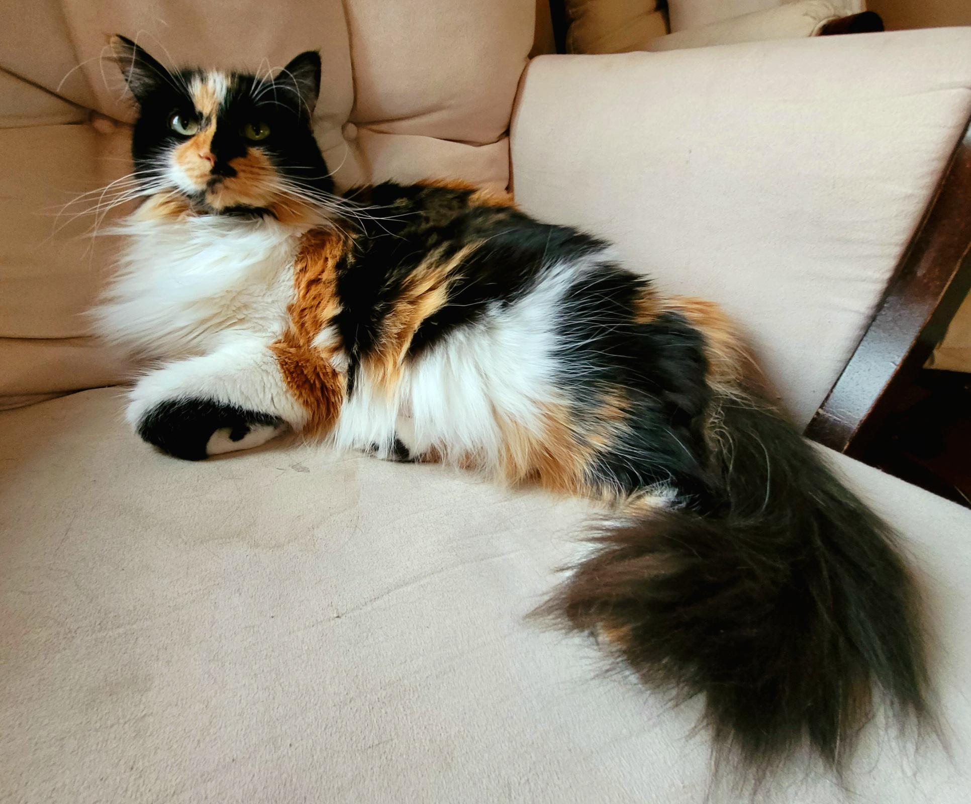 Cali on her throne | Scrolller