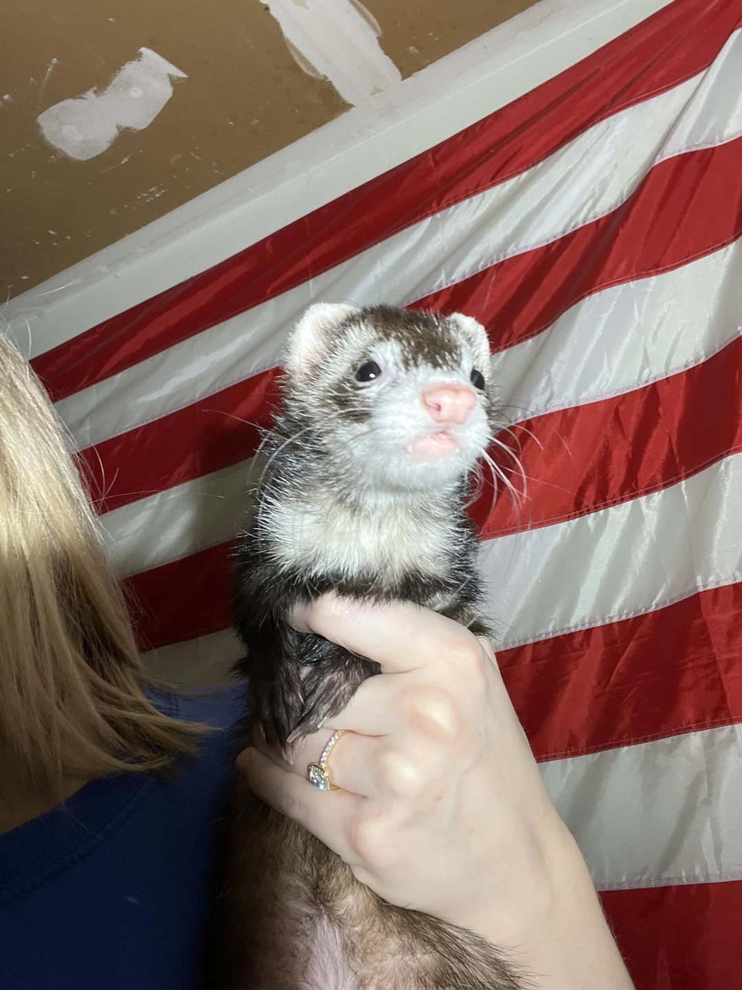 Bella Being Patriotic пёџрџ ќрџ Scrolller