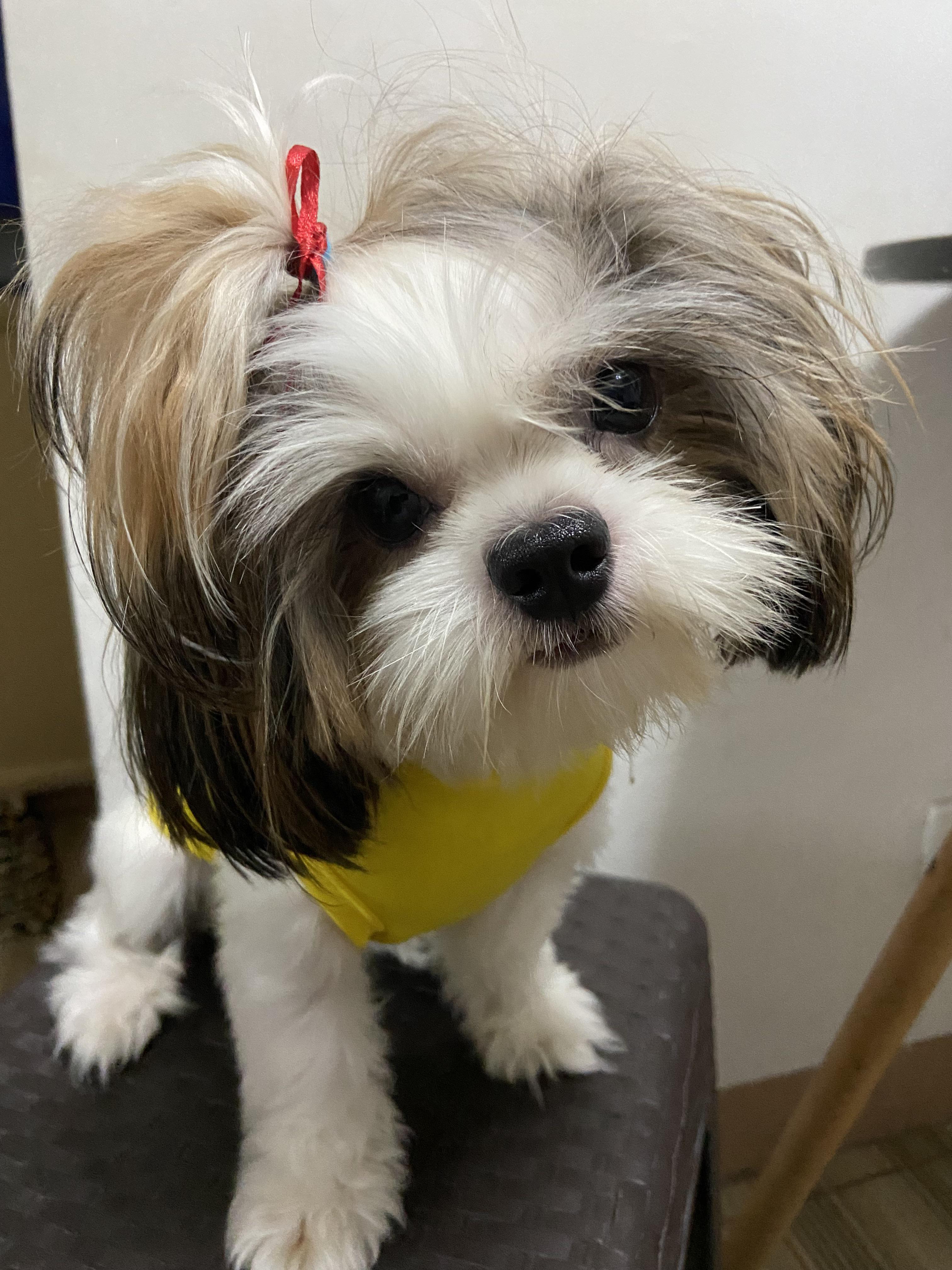 My tzu is judging me🤣 | Scrolller