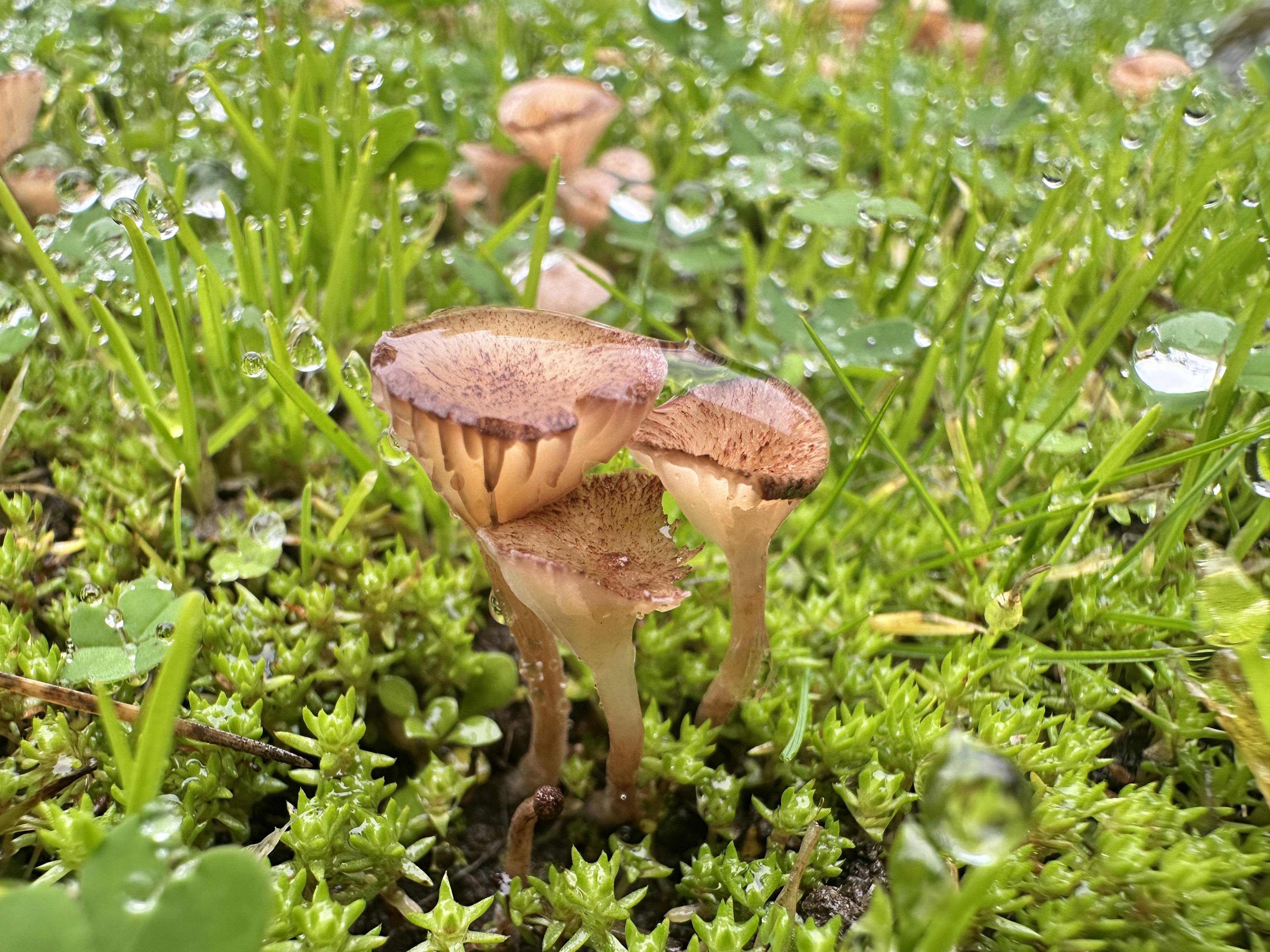 Mini Mushrooms in the Rain | Scrolller
