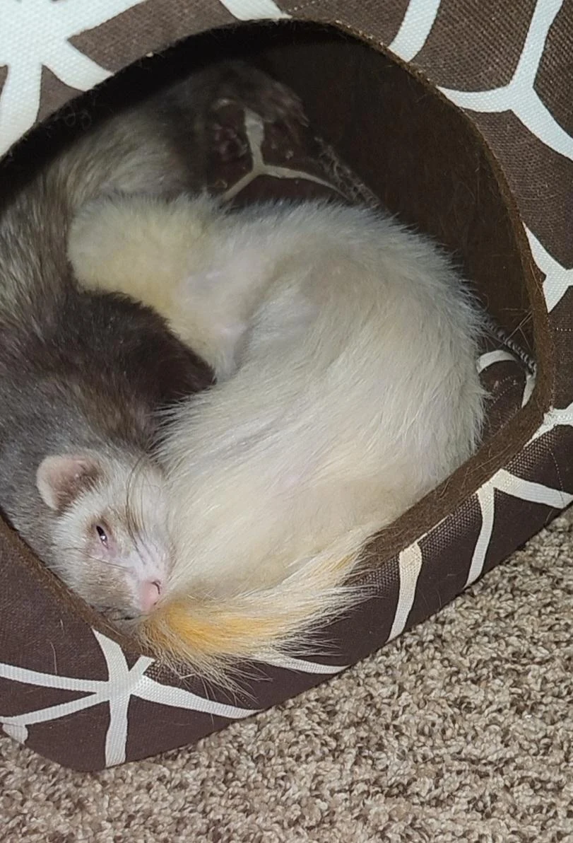 Sleepy Ferrets | Scrolller