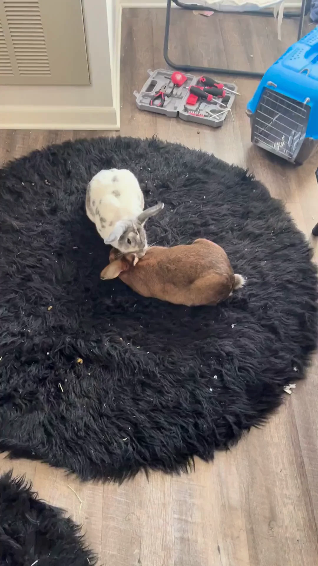 In a stroke of luck, they finally get along. | Scrolller