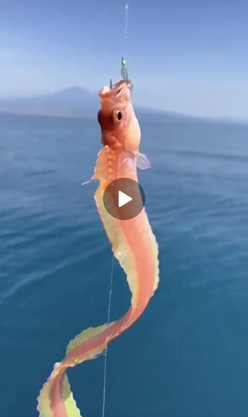 What is this Fish? | Scrolller