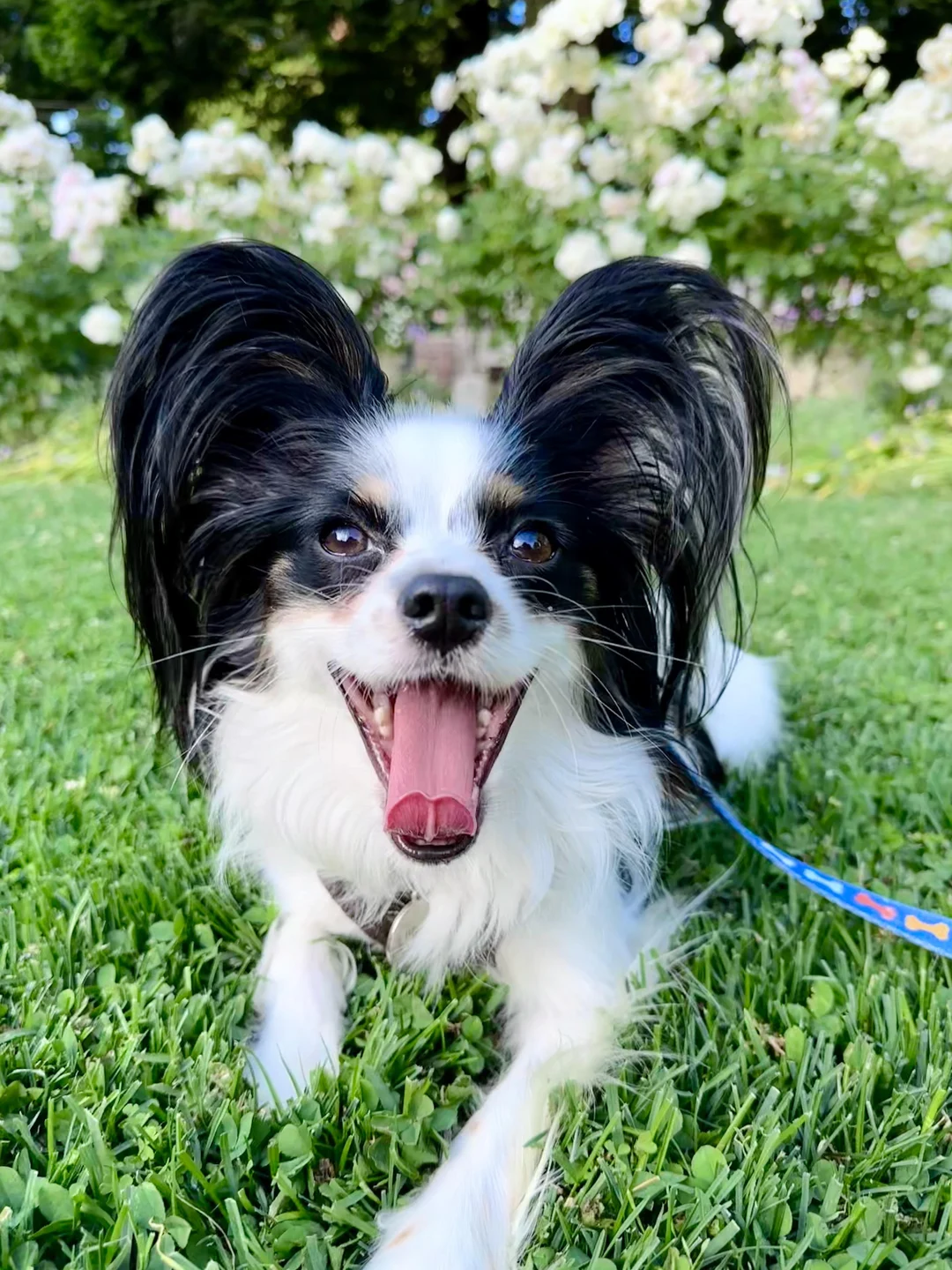 Big Smile from my wee boy | Scrolller
